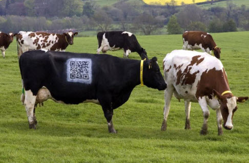 QR Cow, noua gaselnita in lumea QR code-urilor - WE INVENT